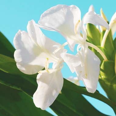 Mini Spa Box – Pure Fiji US Store